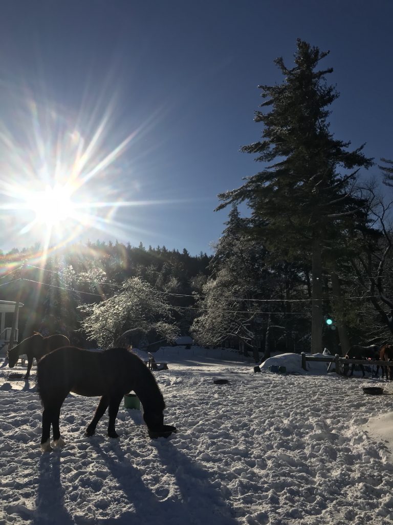 Summer Horseback Riding Camp - Road's End Farm